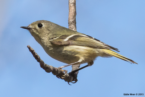 Renewing acquaintance with the excellent Five Rivers NYS DEC wildlife ...