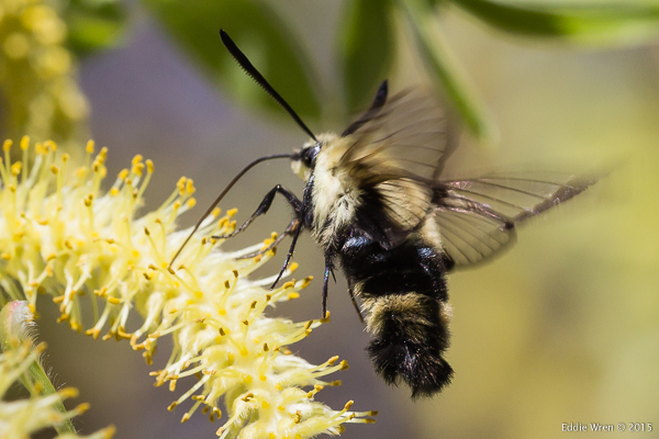 Honey Bees, Bumblebees and Wannabees! | Eddie Wren's Travel and ...